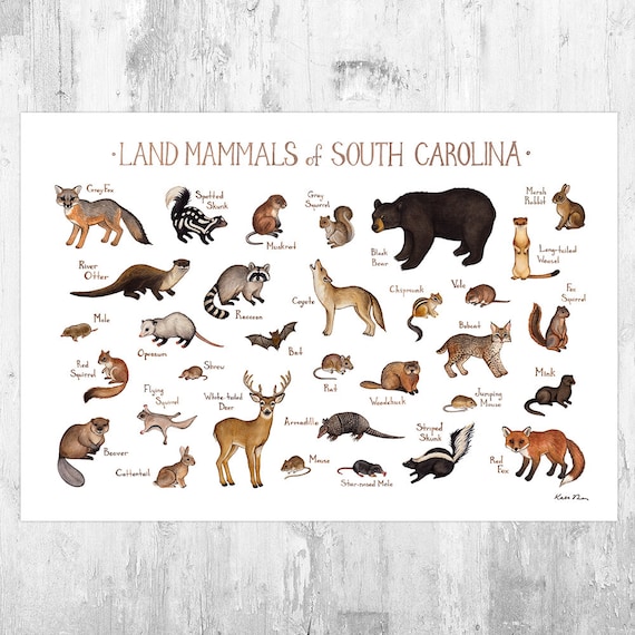 South Carolina Land Mammals Field Guide Art Print / Animals of | Etsy