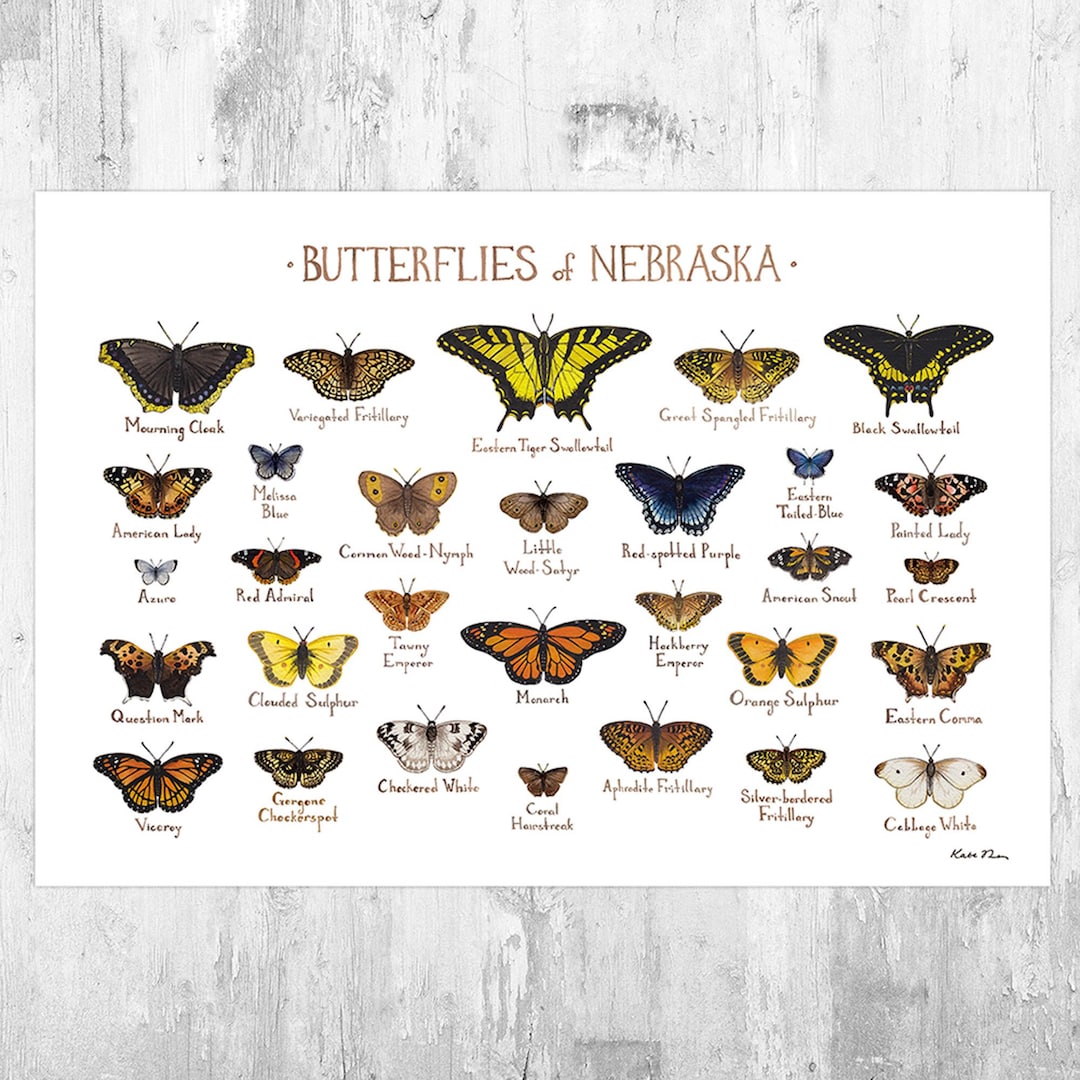 Nebraska Butterflies Field Guide Art Print / Butterfly Poster ...