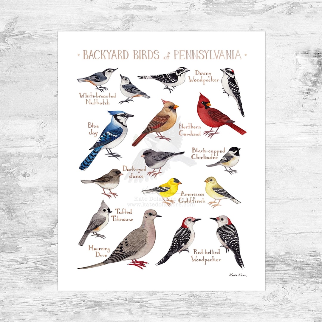 Pennsylvania Backyard Birds Field Guide Art Print Mini 8x10 - Etsy