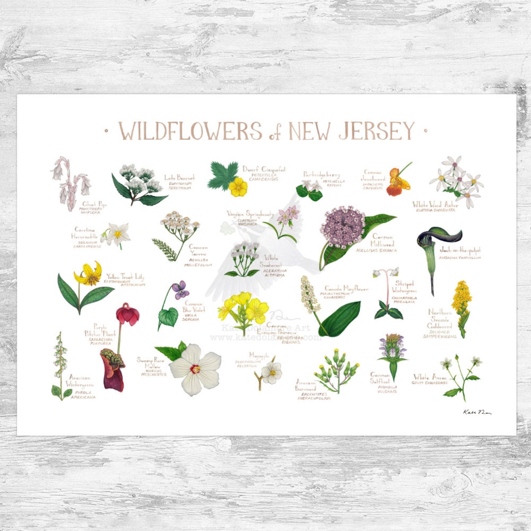 New Jersey Wildflowers Field Guide Art Print / Common Flowers of New ...