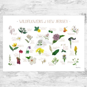 New Jersey Wildflowers Field Guide Art Print / Common Flowers of New ...