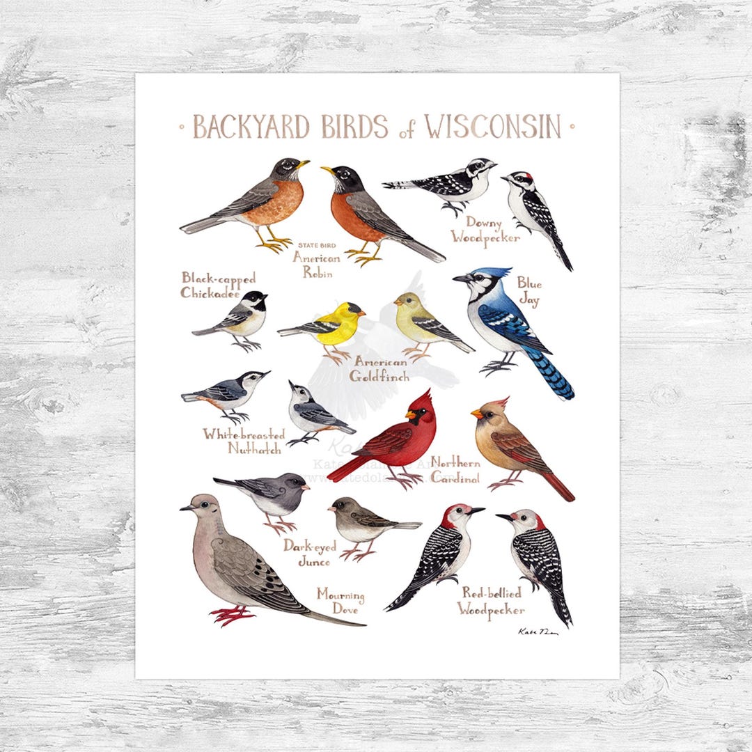 Wisconsin Backyard Birds Field Guide Art Print Mini 8x10 - Etsy