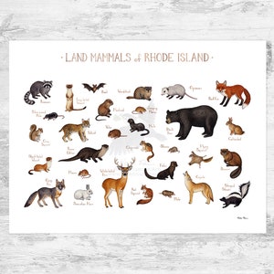 Rhode Island Land Mammals Field Guide Art Print / Animals of Rhode ...