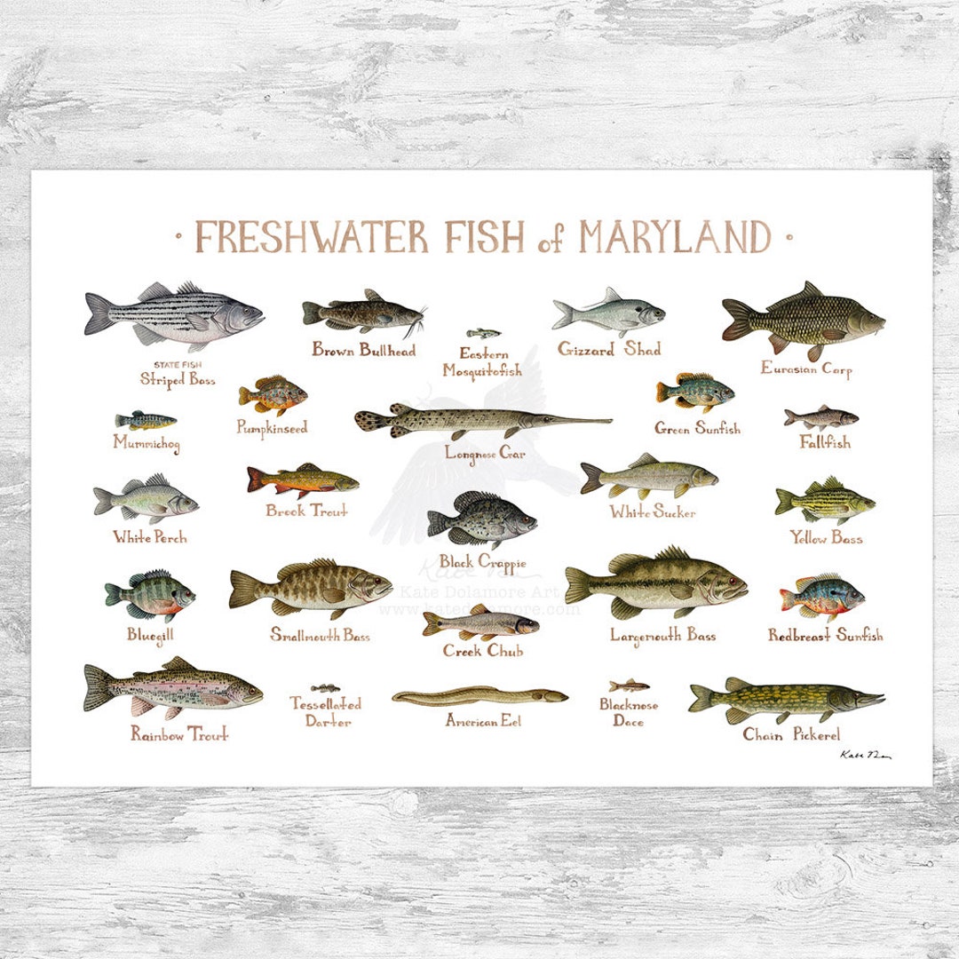 Maryland Freshwater Fish Field Guide Art Print / Fish Nature Study ...