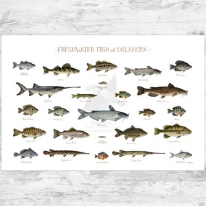 Oklahoma Freshwater Fish Field Guide Art Print / Fish Nature Study ...