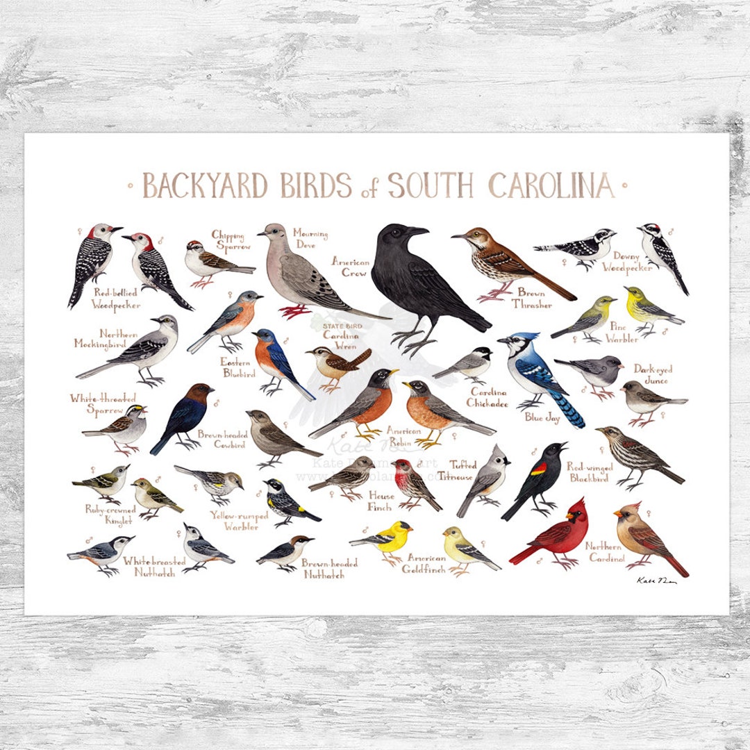 South Carolina Backyard Birds Field Guide Art Print / Watercolor ...