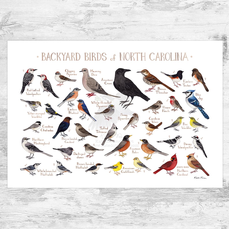 North Carolina Backyard Birds Field Guide Art Print / Watercolor ...