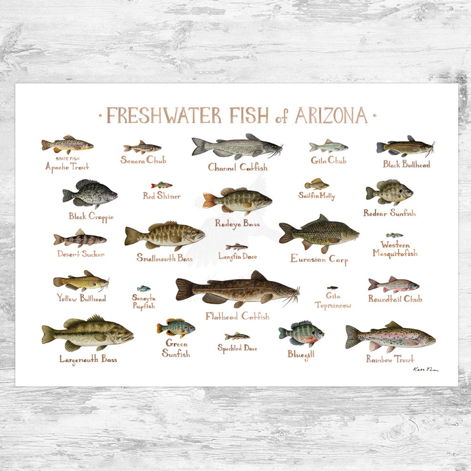 Arizona Freshwater Fish Field Guide Art Print / Fish Nature - Etsy