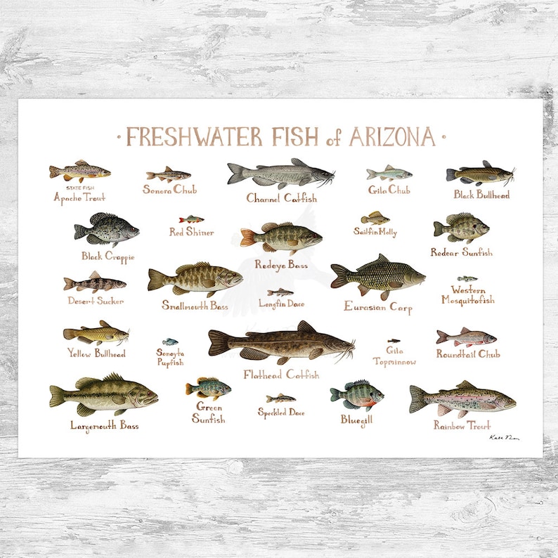 Arizona Freshwater Fish Field Guide Art Print / Fish Nature Study ...
