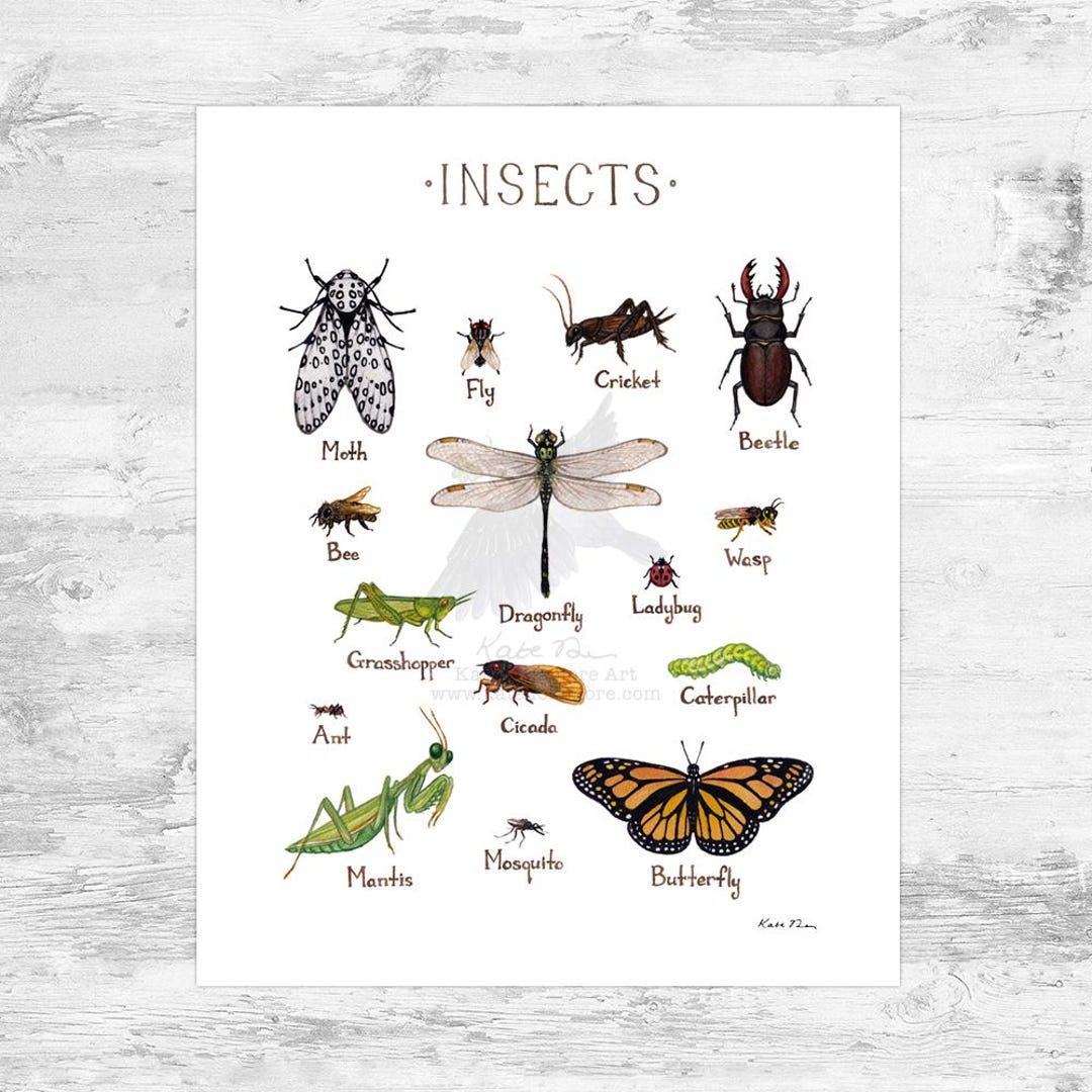 Insects Field Guide Art Print / Insect Collection / Watercolor Painting ...