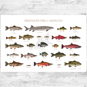 Washington Freshwater Fish Field Guide Art Print / Fish Nature Study ...