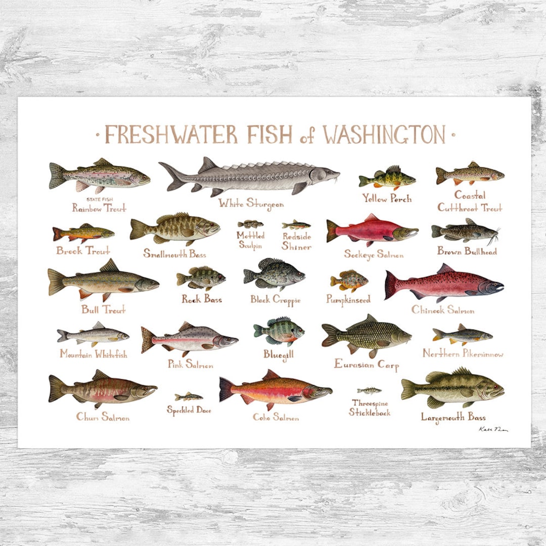 Freshwater Fish Species Chart