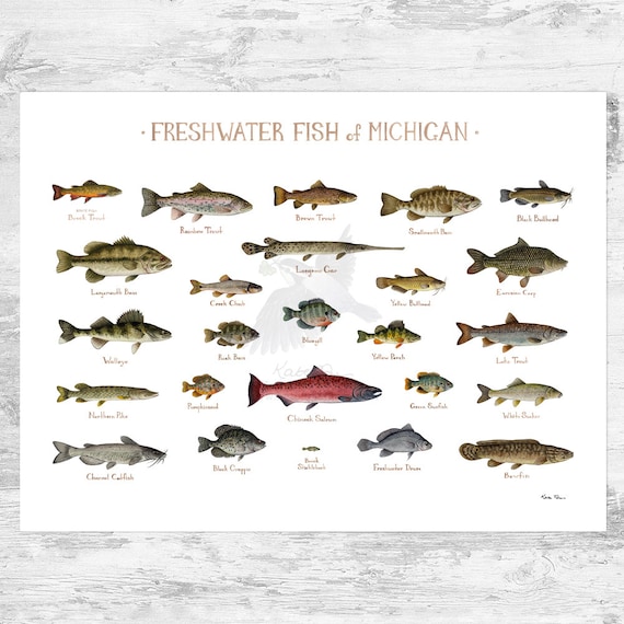 Lake Michigan Fish