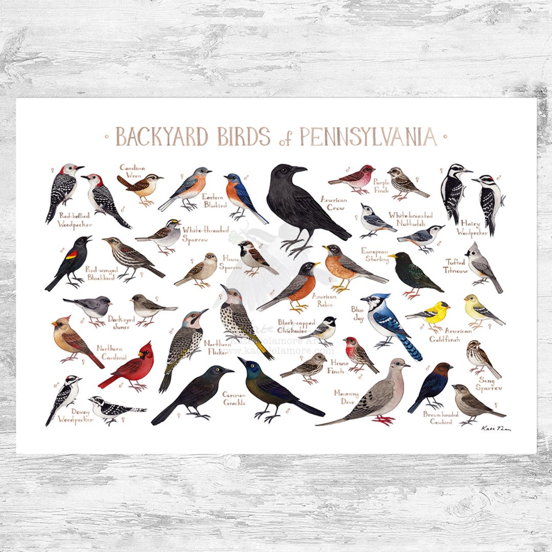 Pennsylvania Backyard Birds Field Guide Art Print / Watercolor Painting ...