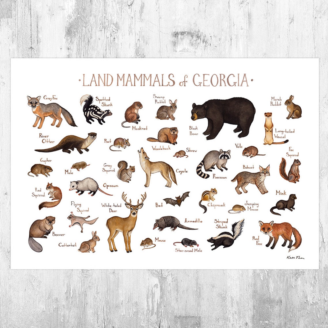 Georgia Land Mammals Field Guide Art Print / Animals of | Etsy