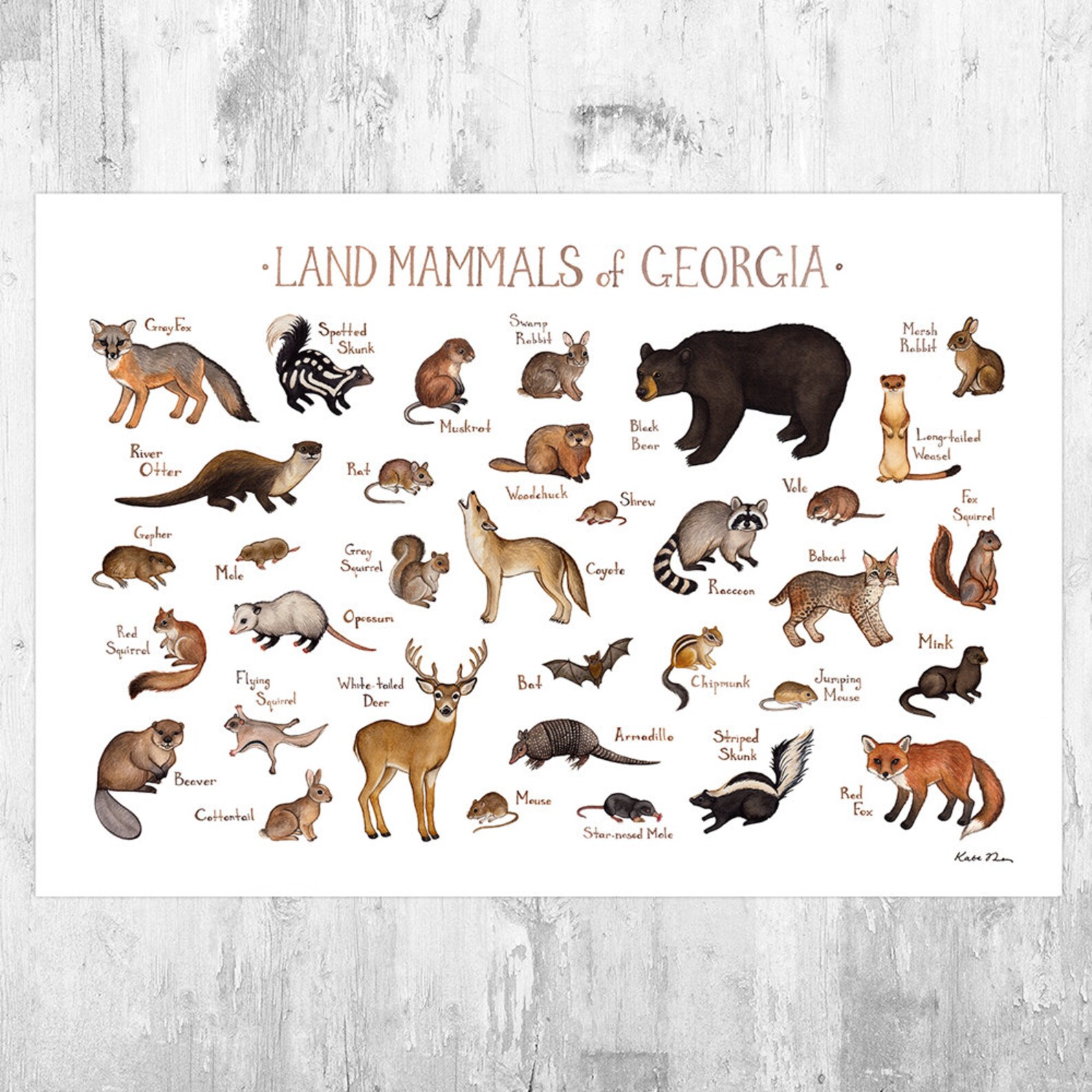Georgia Land Mammals Field Guide Art Print / Animals of | Etsy