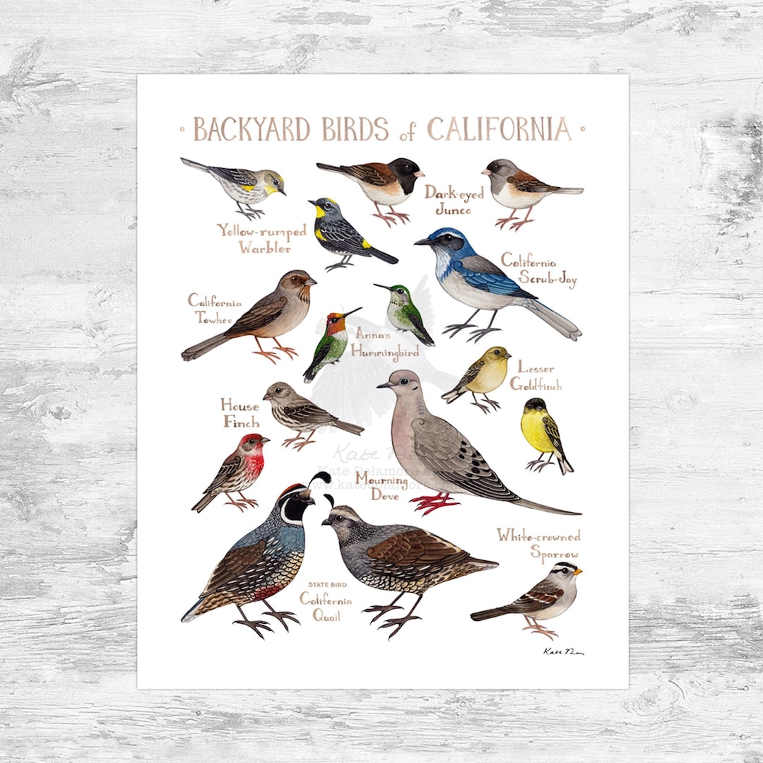 California Backyard Birds Field Guide Art Print Mini 8x10 - Etsy