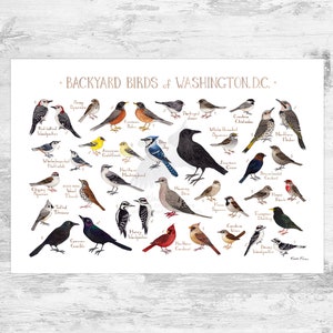 Washington, D.C. Backyard Birds Field Guide Art Print / District of ...