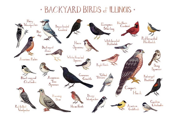 Illinois Backyard Birds Field Guide Art Print / Watercolor