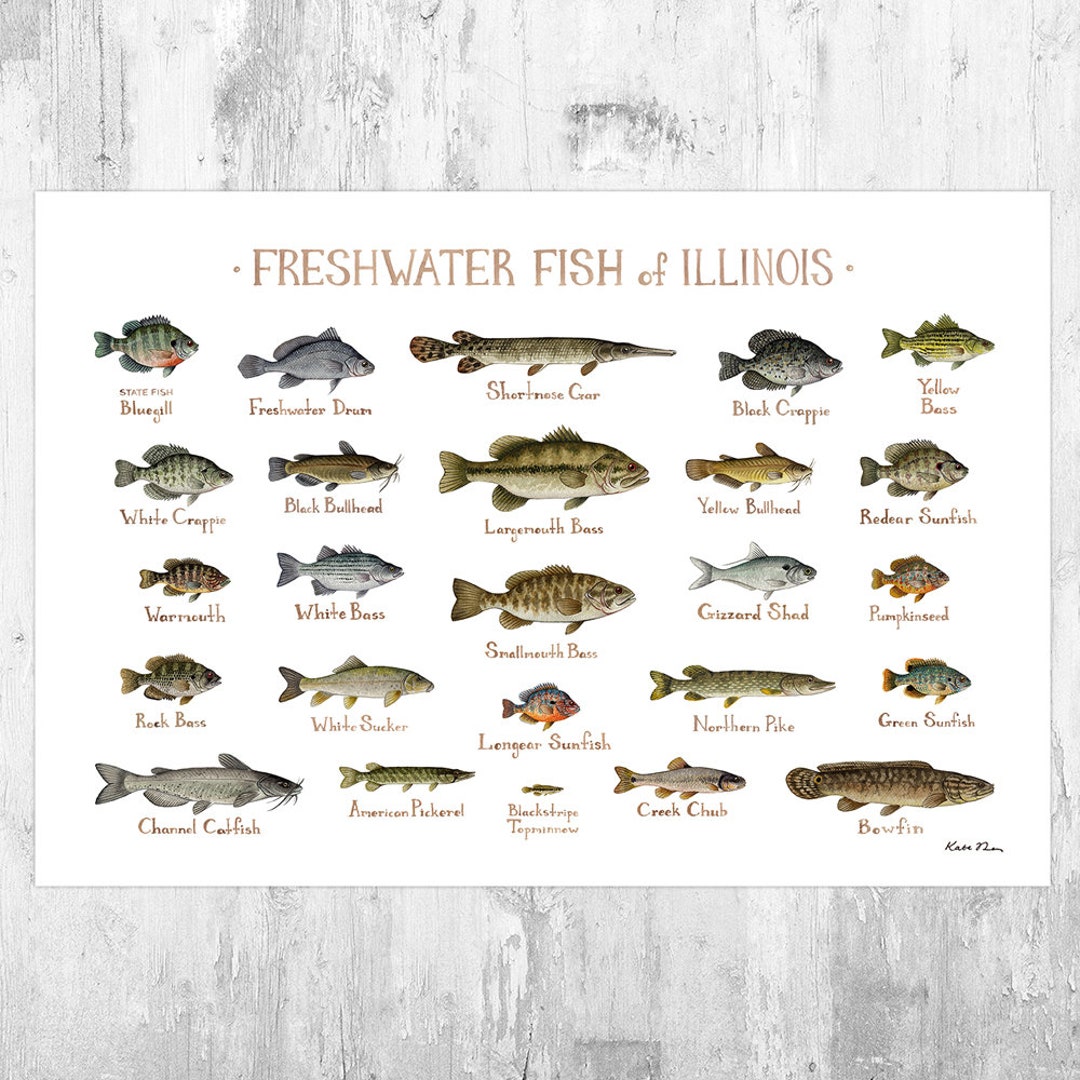 Illinois Freshwater Fish Field Guide Art Print / Fish Nature Study ...