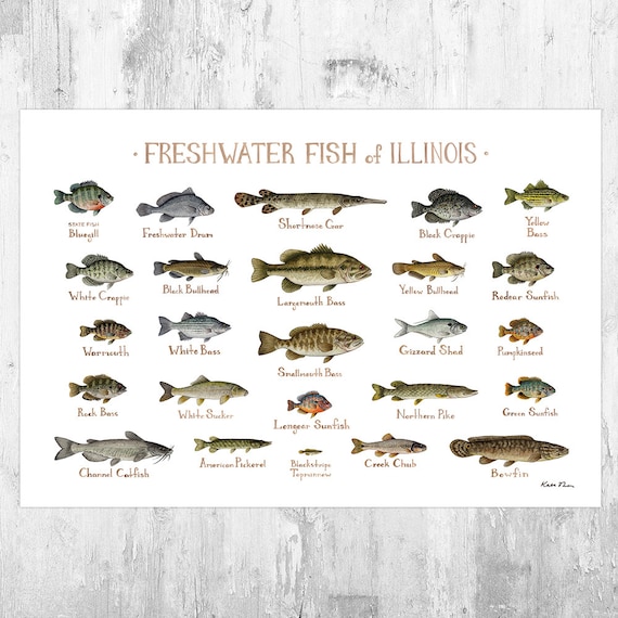 Illinois Freshwater Fish Field Guide Art Print / Fish Nature - Etsy