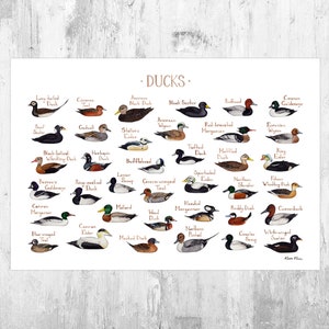 Ducks of North America Field Guide Art Print / Water Birds Poster ...