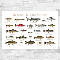 Kentucky State Fish, Map Art, Nature Outdoor Art, Vintage Map Art, Art ...