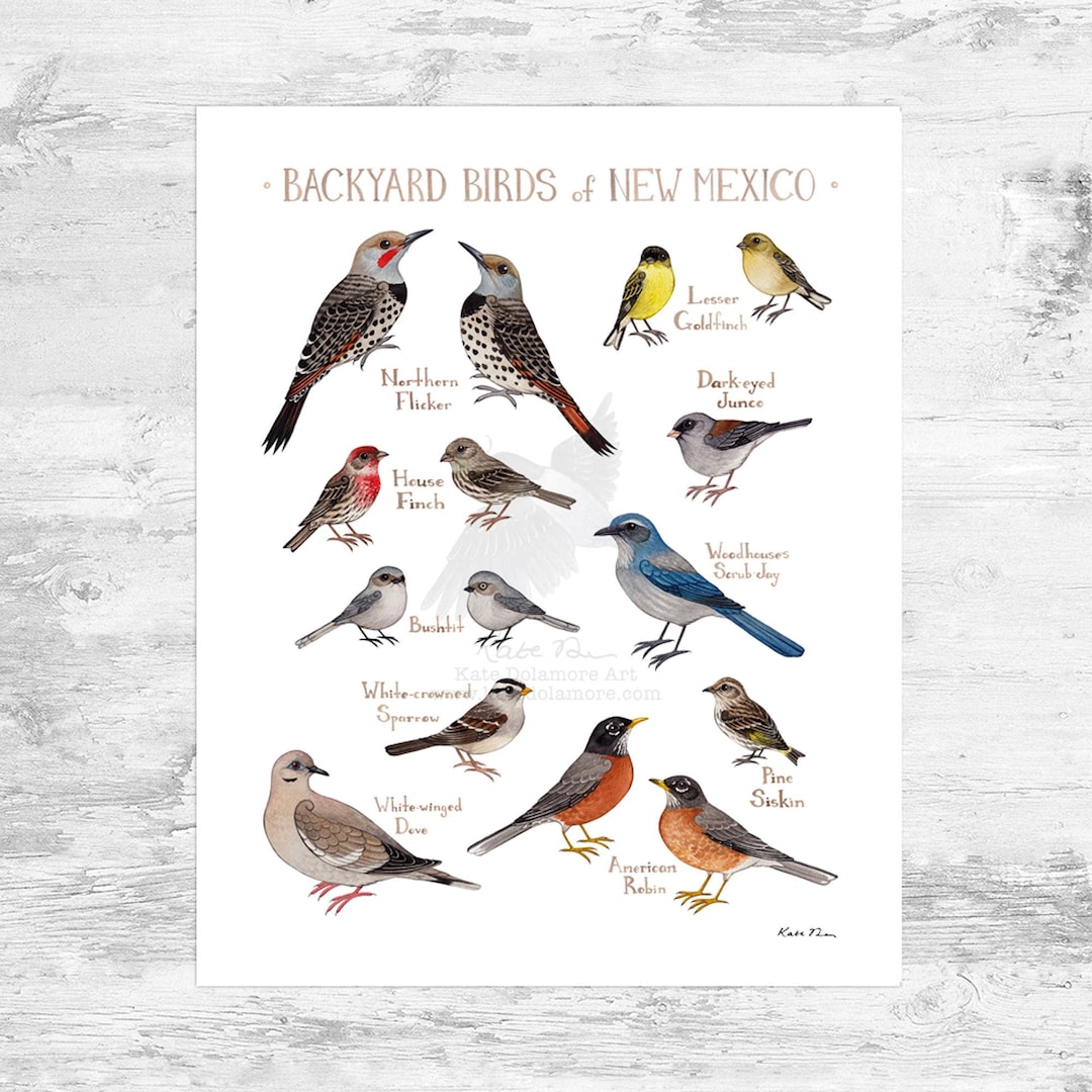 New Mexico Backyard Birds Field Guide Art Print Mini 8x10 - Etsy