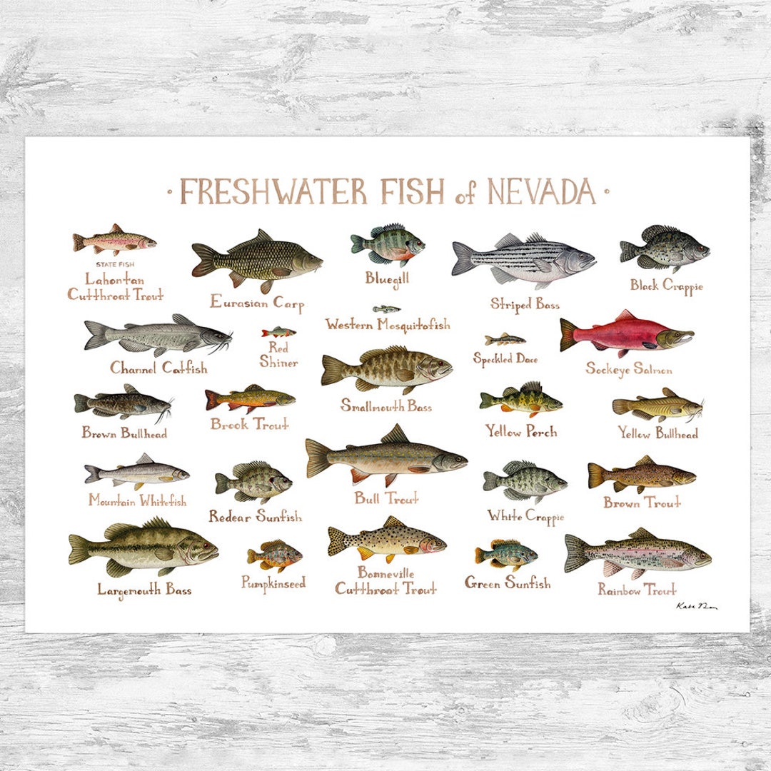 Nevada Freshwater Fish Field Guide Art Print / Fish Nature Study Poster ...