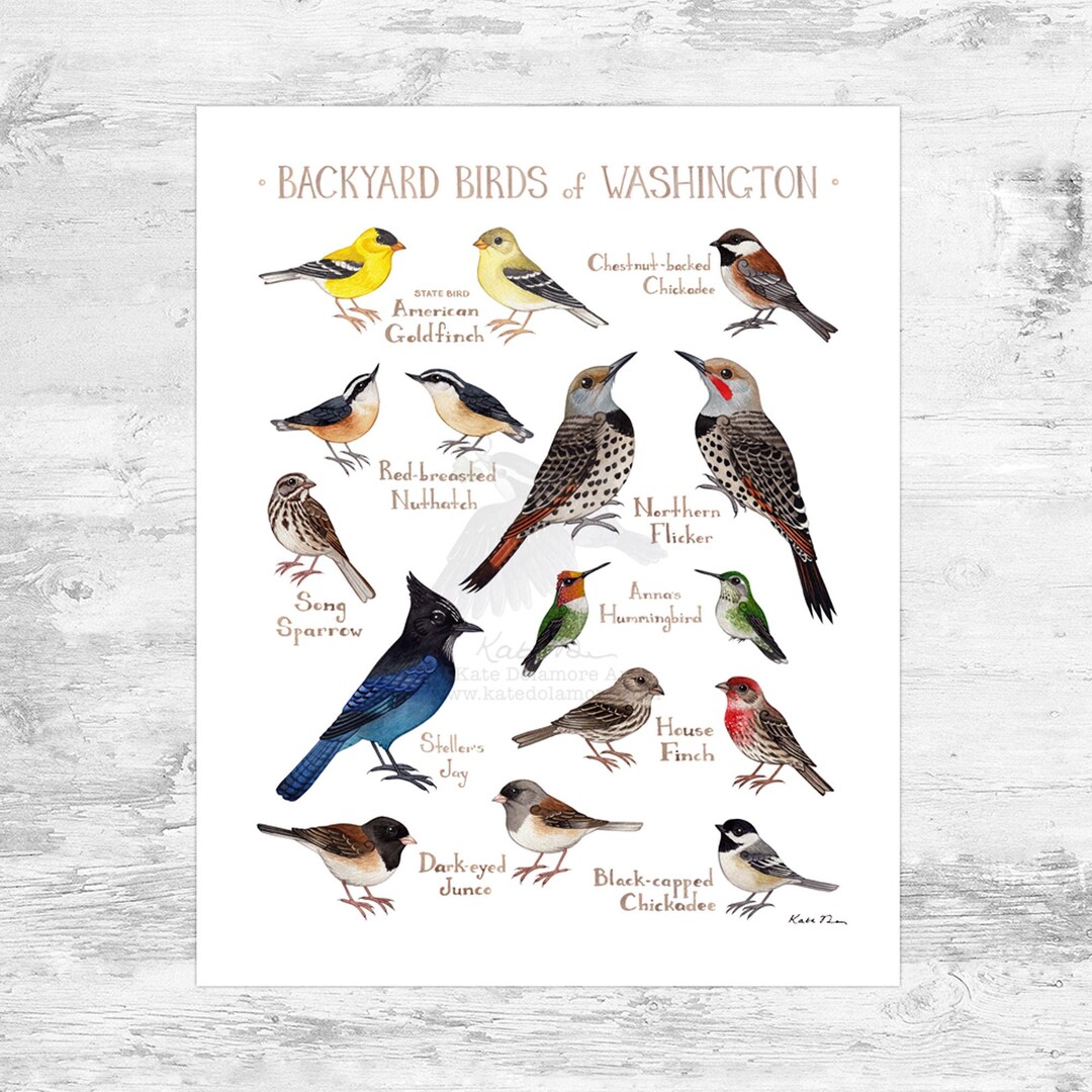 Washington Backyard Birds Field Guide Art Print Mini 8x10 - Etsy