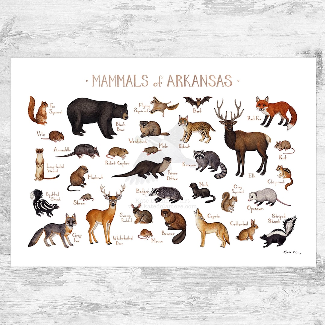 Arkansas Mammals Field Guide Art Print / Animals of Arkansas ...