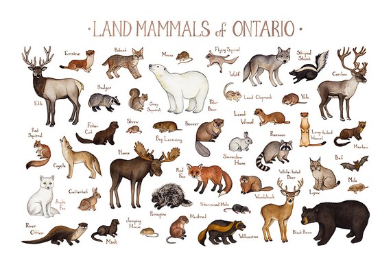 Native Animals In Canada