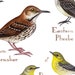 Florida Backyard Birds Field Guide Art Print / Watercolor - Etsy