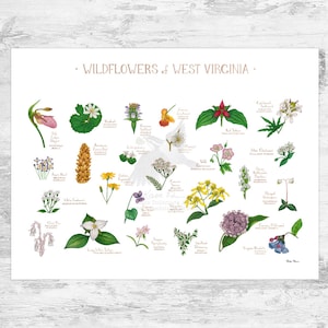 West Virginia Wildflowers Field Guide Art Print / Common Flowers of ...
