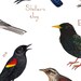 Colorado Backyard Birds Field Guide Art Print / Watercolor Painting ...