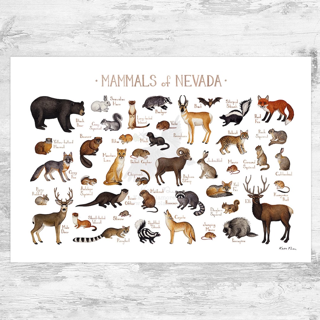 Nevada Mammals Field Guide Art Print / Animals of Nevada / Watercolor ...