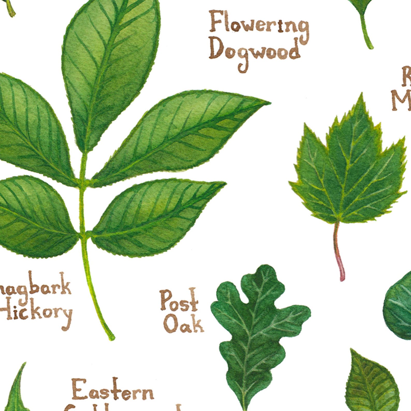 Leaves of North America Field Guide Art Print / Watercolor Tree ...
