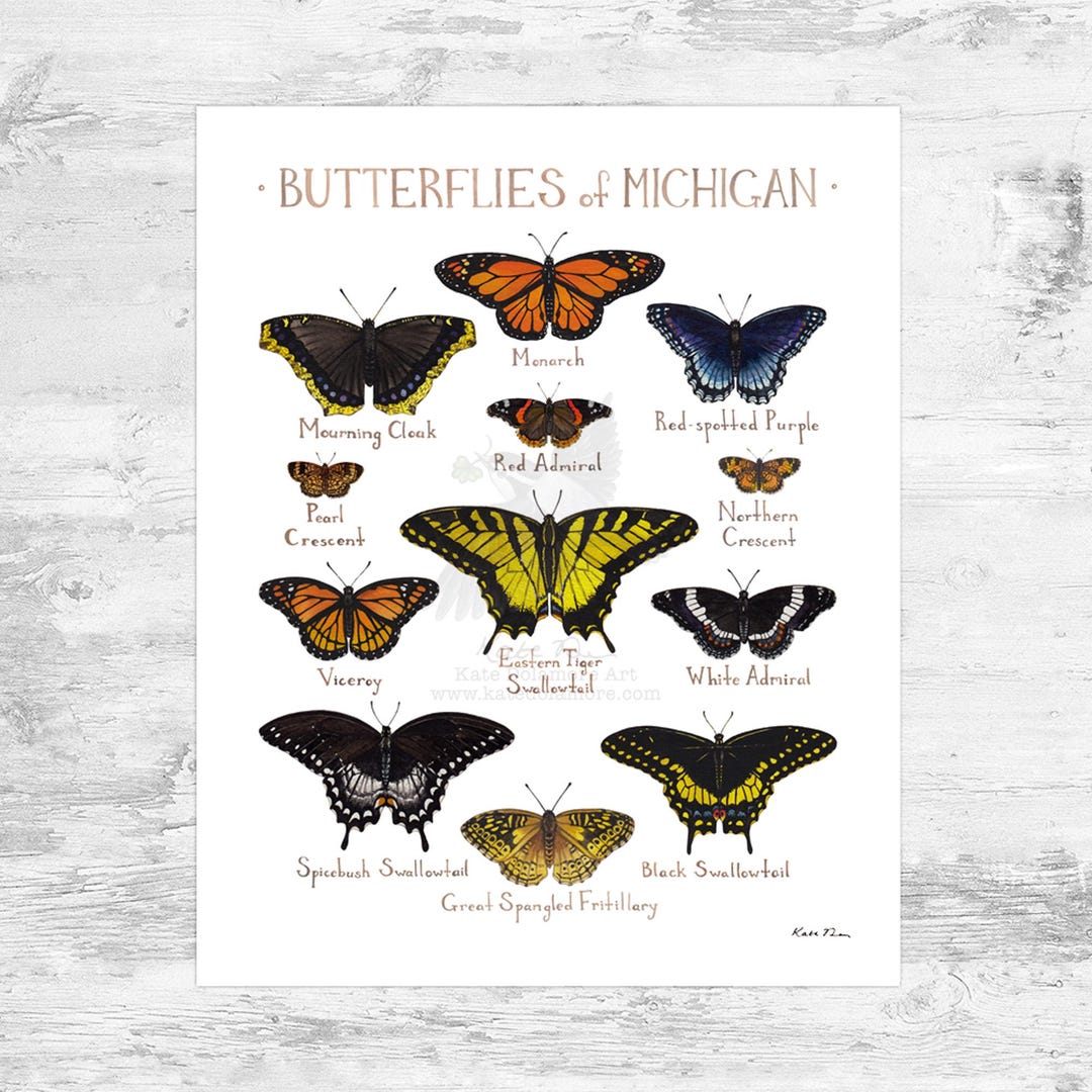 Michigan Butterflies Field Guide Art Print Mini 8x10 - Etsy