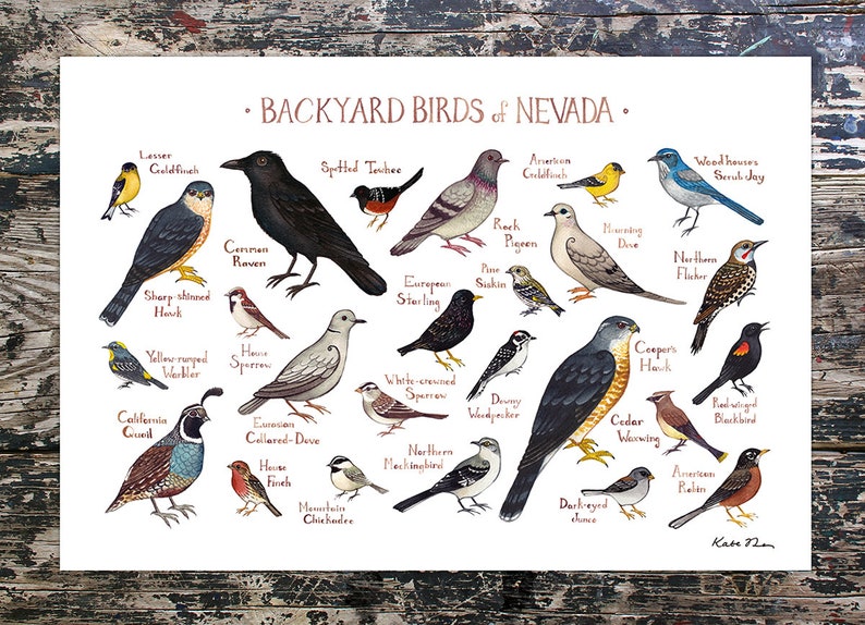 Nevada Backyard Birds Field Guide Art Print / Watercolor | Etsy