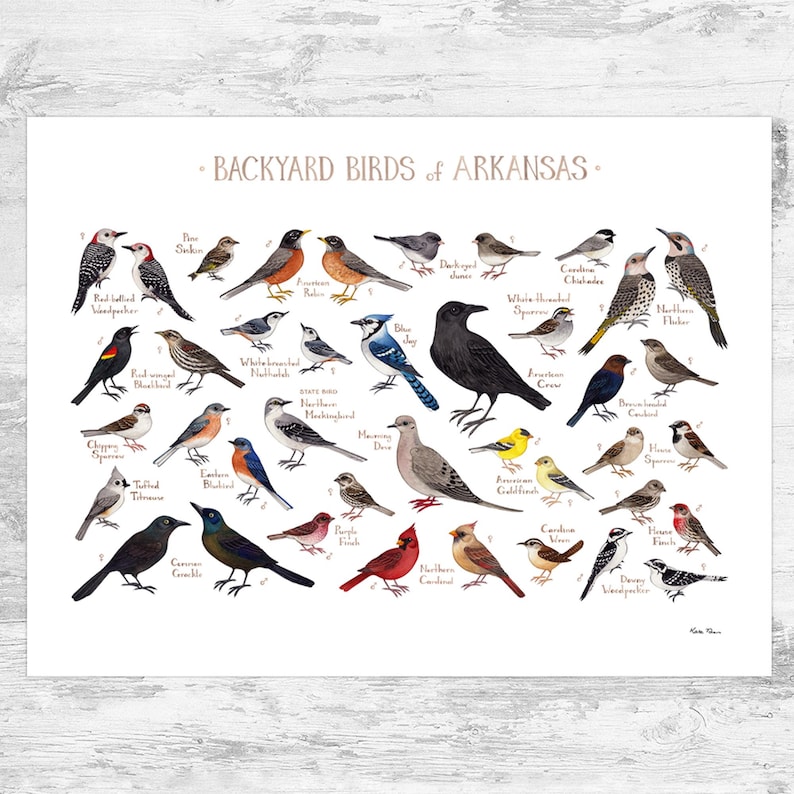 Arkansas Backyard Birds Field Guide Art Print / Watercolor Painting ...
