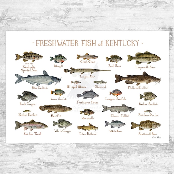 Types Of Freshwater Fish Chart