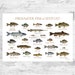 Gulf Coast Marine Mammals Field Guide Art Print / Ocean - Etsy