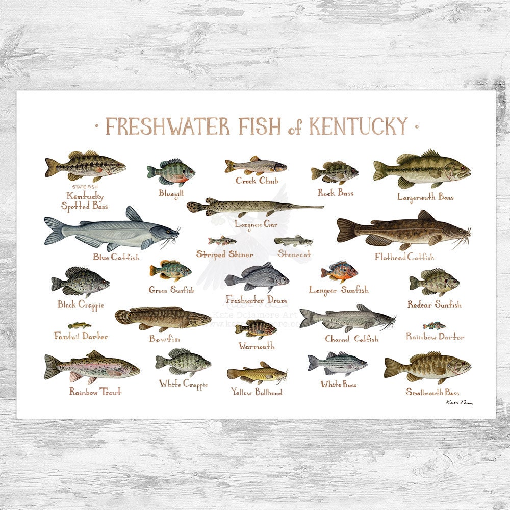 Nc State Freshwater Fish