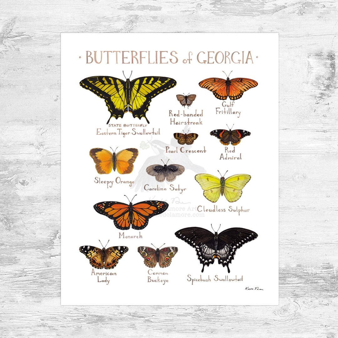 Georgia Butterflies Field Guide Art Print Mini 8x10 - Etsy