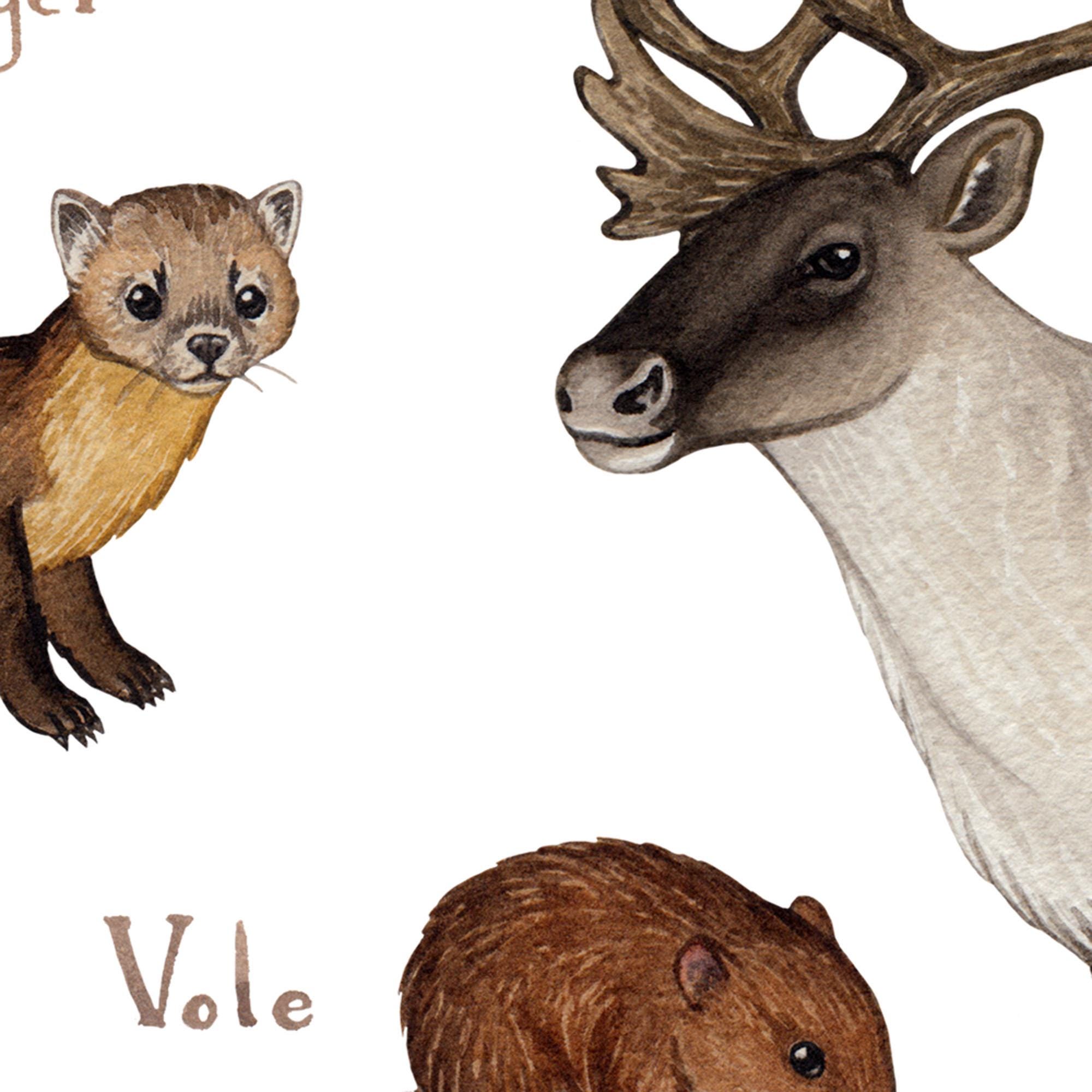 Manitoba Mammals Field Guide Art Print / Animals of Canada / Canadian ...