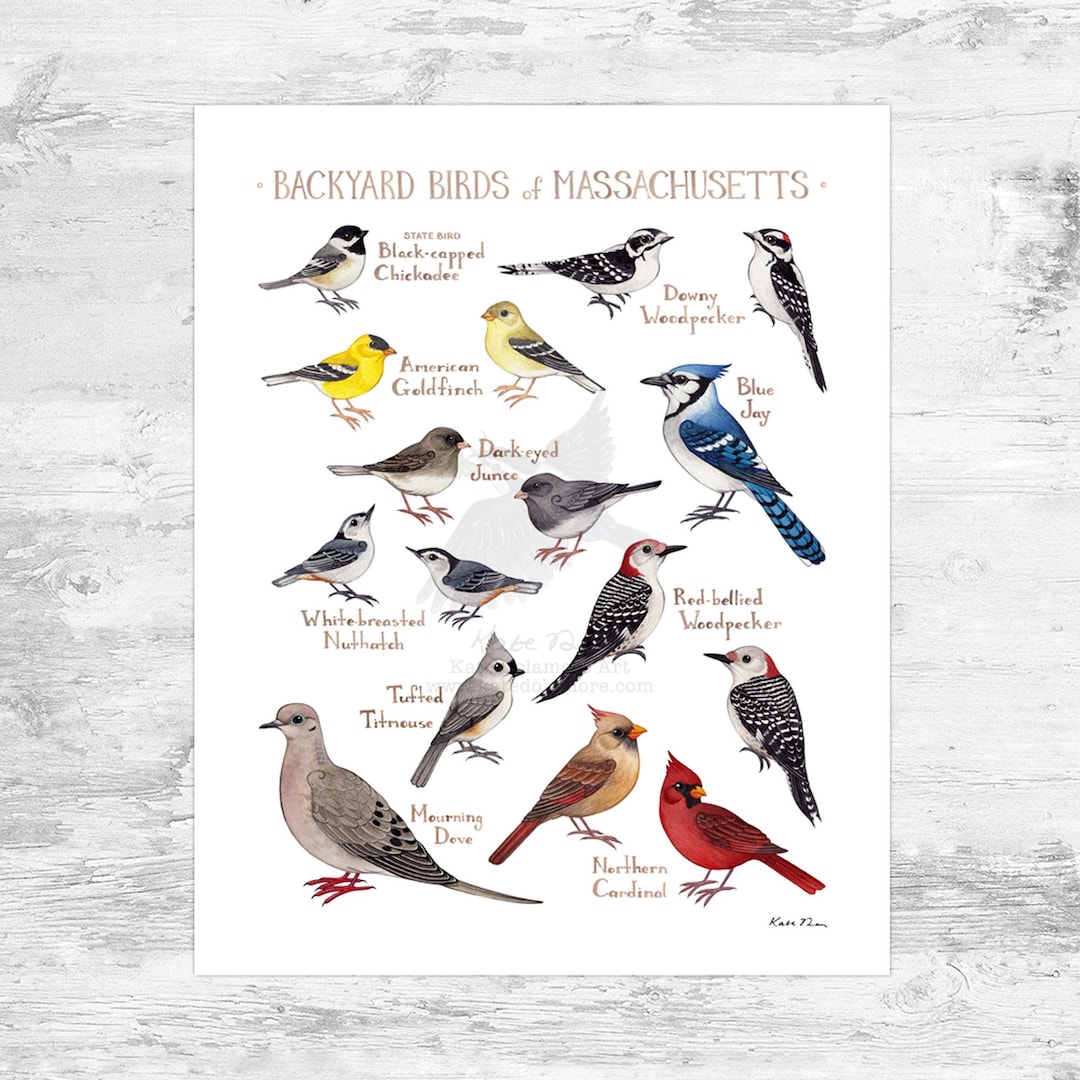 Massachusetts Backyard Birds Field Guide Art Print Mini 8x10 - Etsy