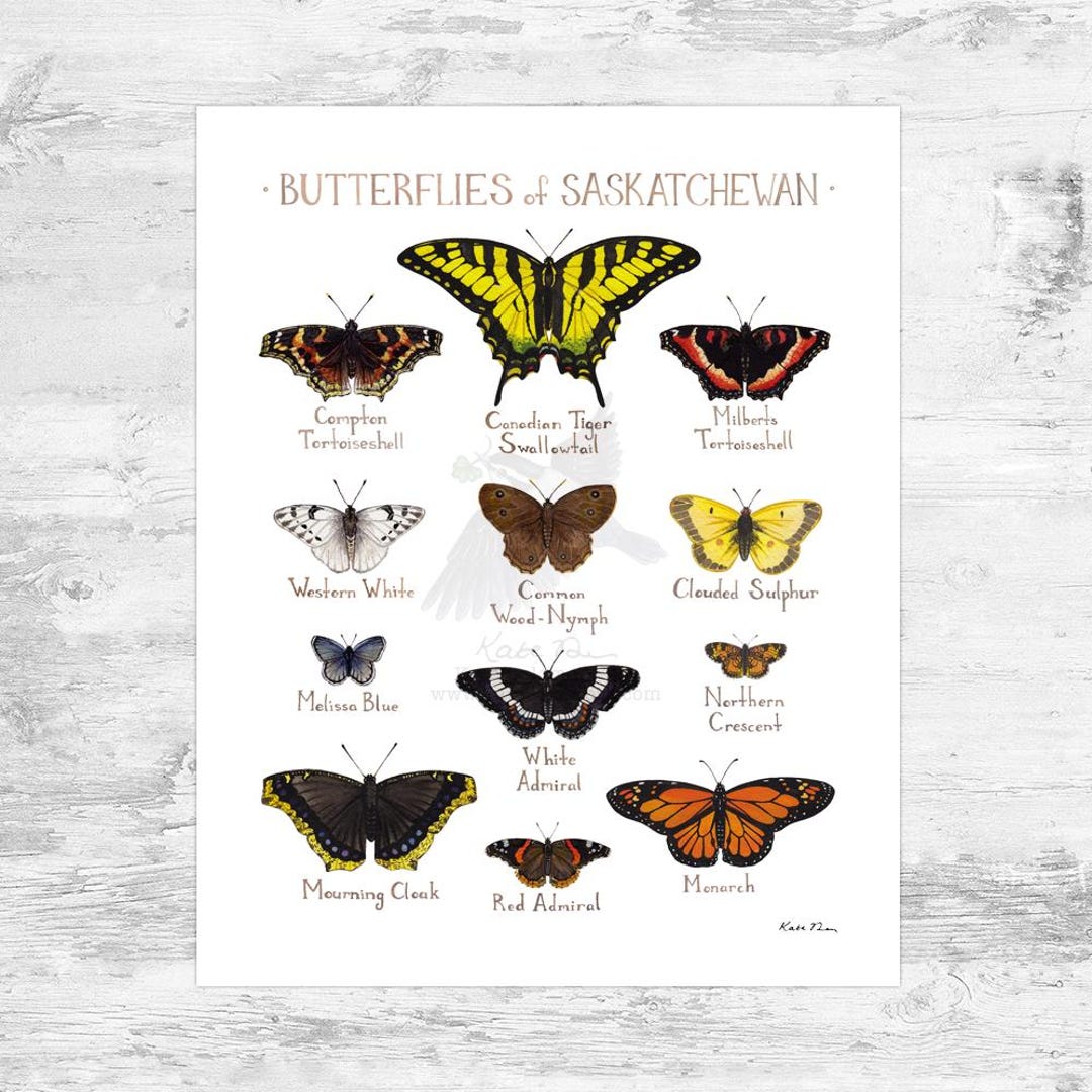 Saskatchewan Butterflies Field Guide Art Print Mini 8x10 - Etsy