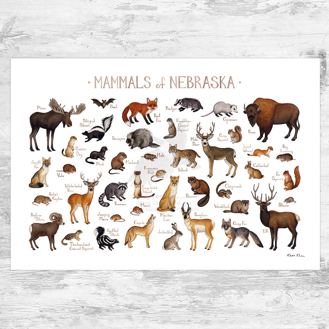 Nebraska Mammals Field Guide Art Print / Animals of Nebraska ...