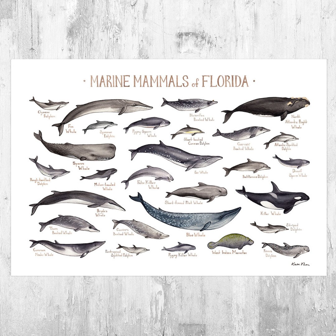 Florida Marine Mammals Field Guide Art Print / Ocean Animals - Etsy