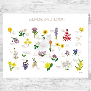 Florida Wildflowers Field Guide Art Print / Common Flowers of Florida ...
